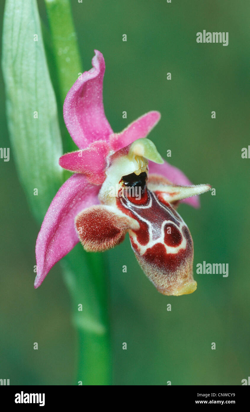 gadfly ophrys (Ophrys cornutula), flower, Greece, Rhodes Stock Photo ...