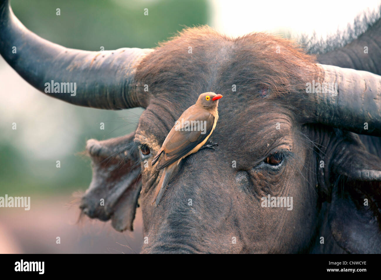 African buffalo (Syncerus caffer), with oxpecker, Kenya, Masai Mara ...
