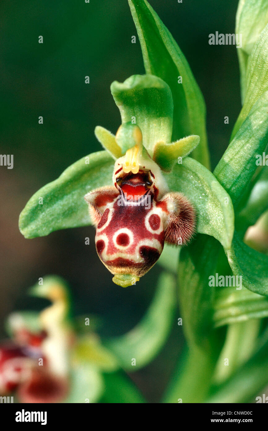 Rhodia hi-res stock photography and images - Alamy