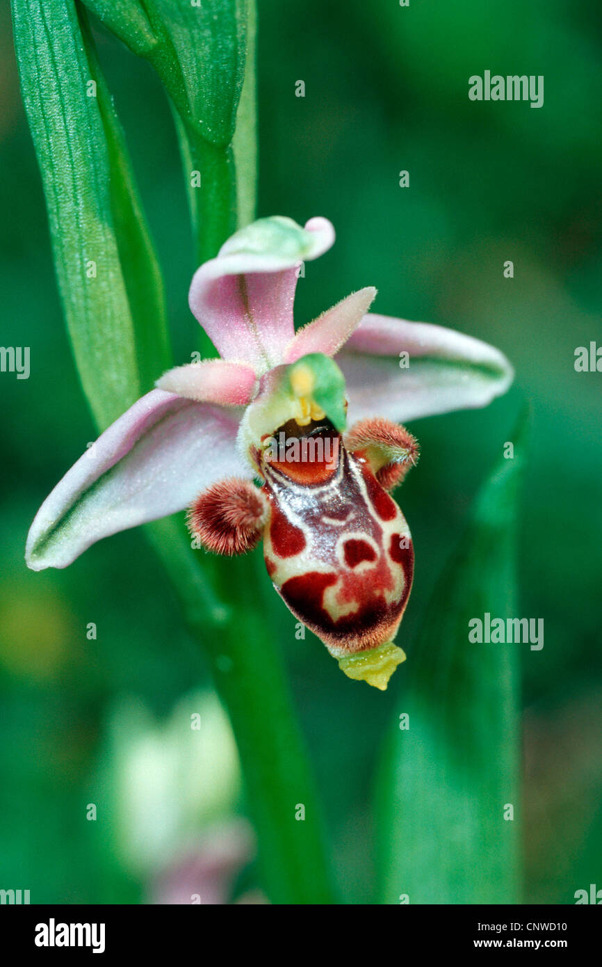 Deep pink orchids hi-res stock photography and images - Alamy