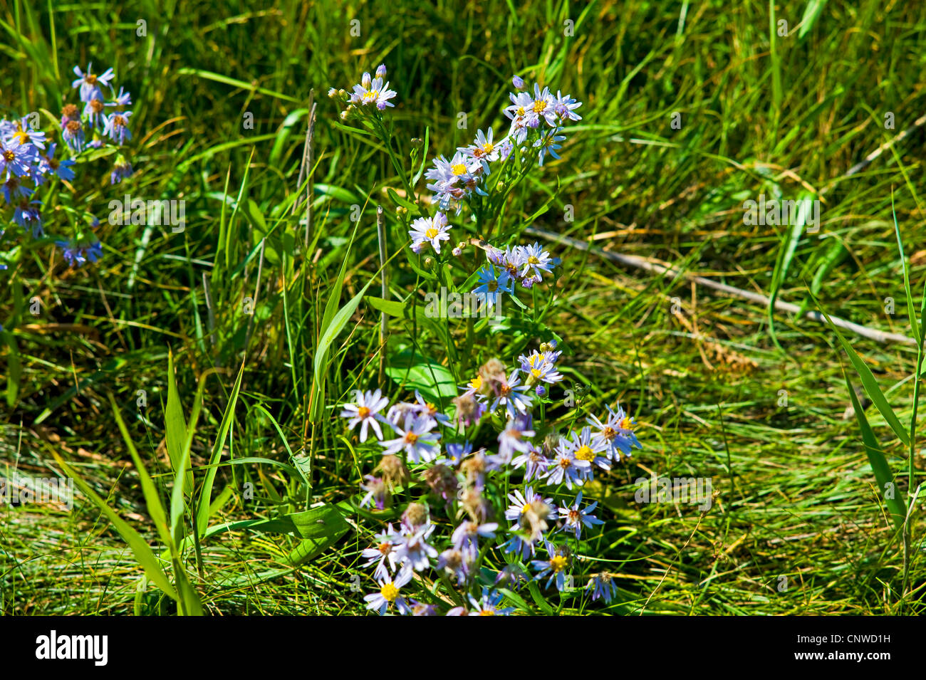 Sea aster (Aster tripolium), blooming in a salt meadow, Germany, Lower ...