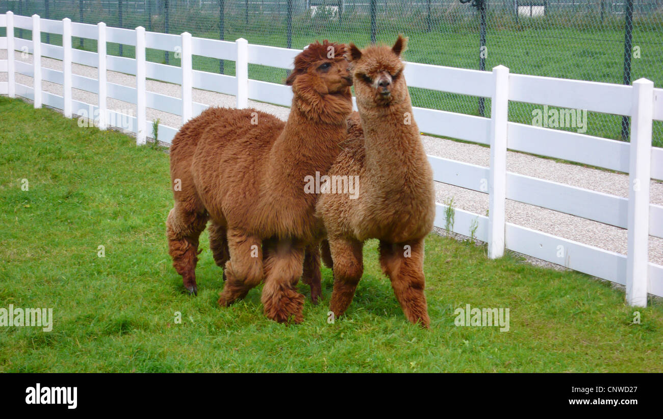 alpaca (Lama pacos), pair standing on a paddock, caressing Stock Photo ...