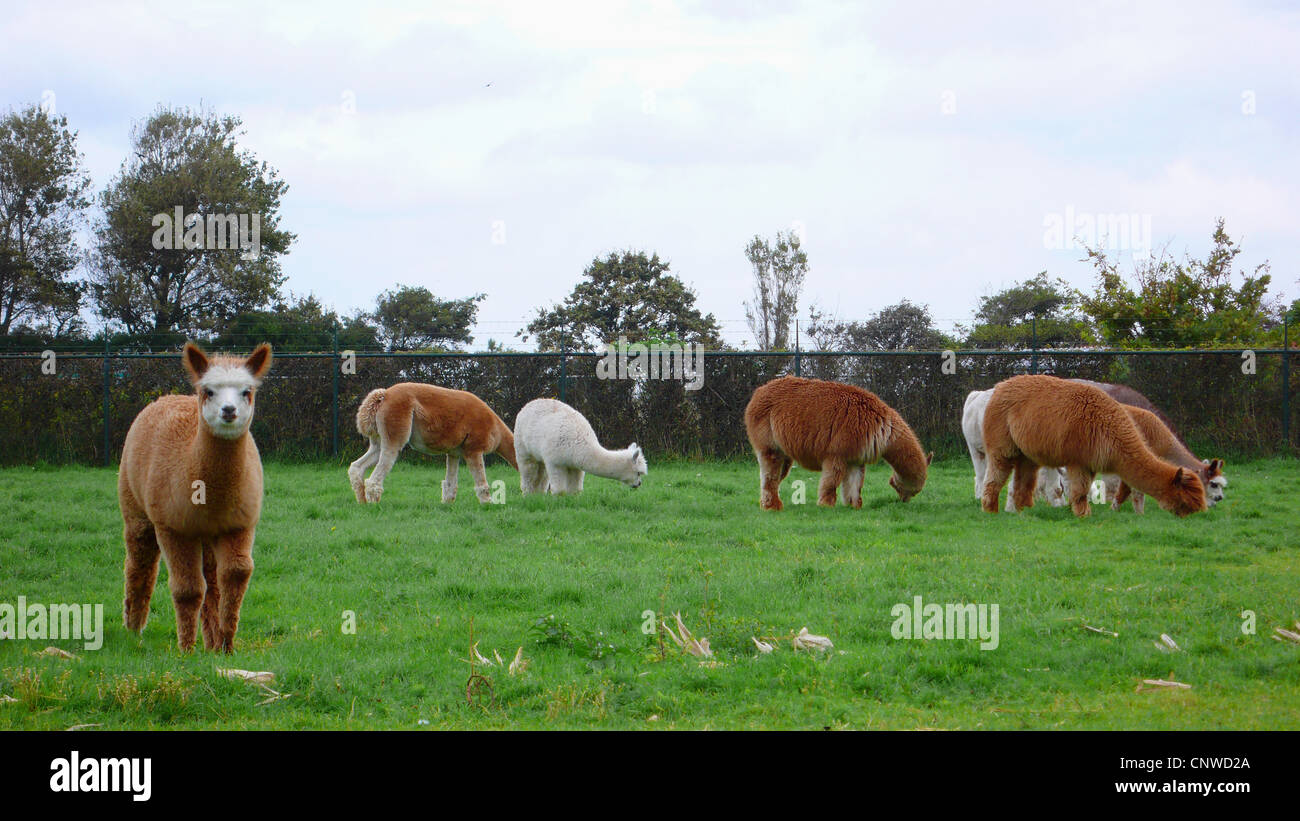 alpaca (Lama pacos), grazing herd in a paddock, single animal nearing ...