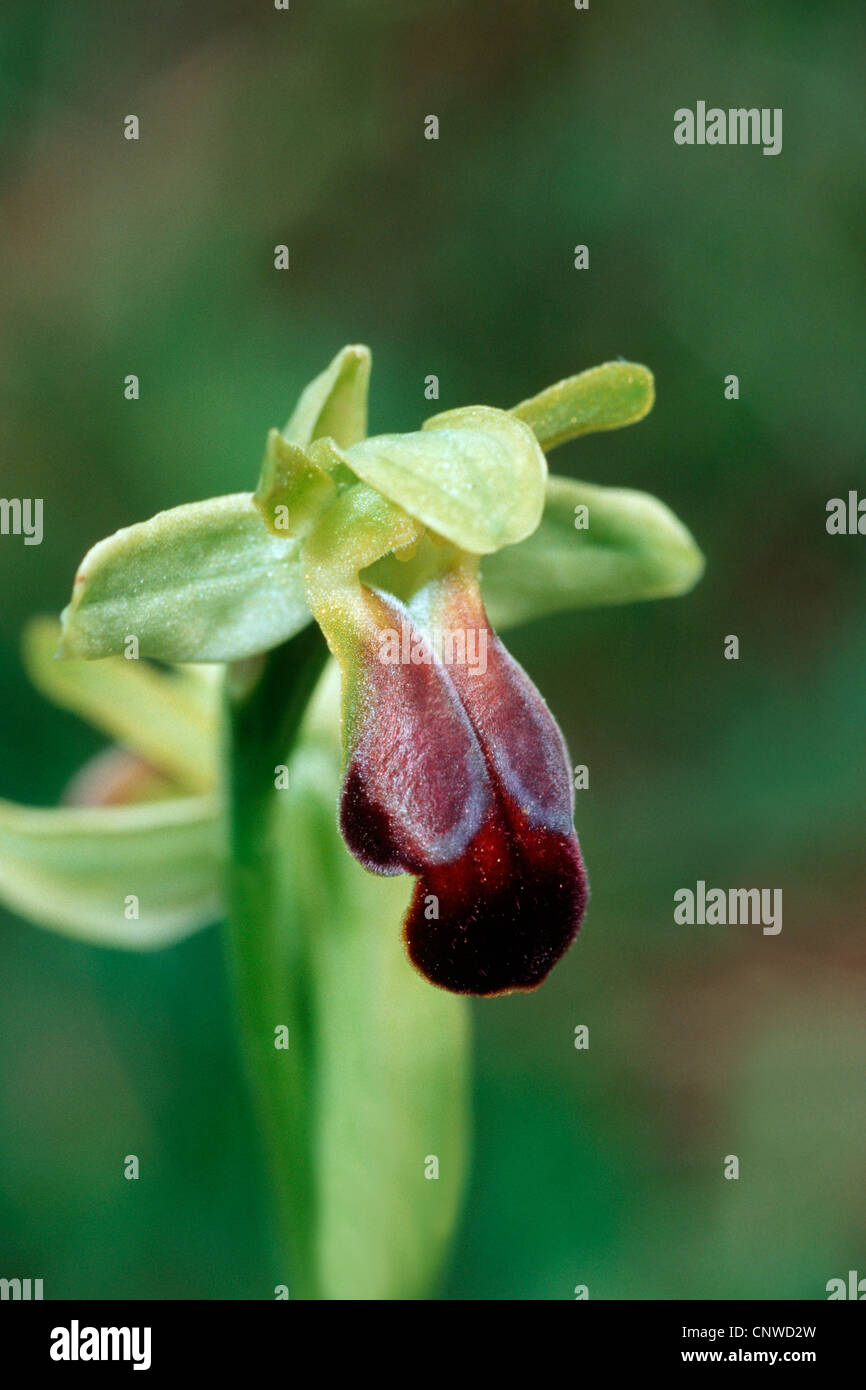 ophrys (Ophrys sulcata), flower, France, C vennes Stock Photo - Alamy