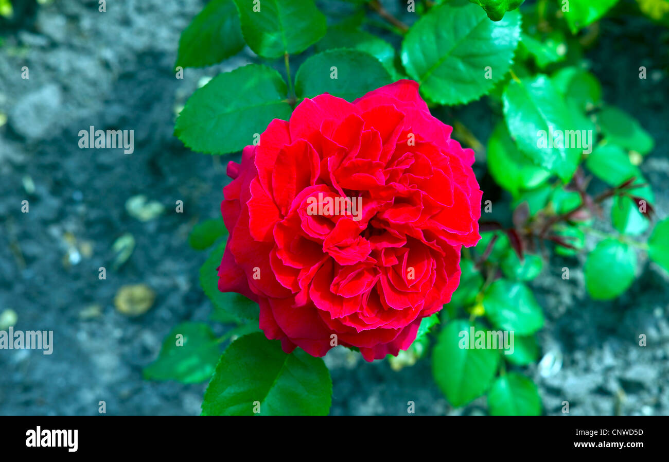 ornamental rose (Rosa Auguste Renoir), cultivar Auguste Renoir Stock ...