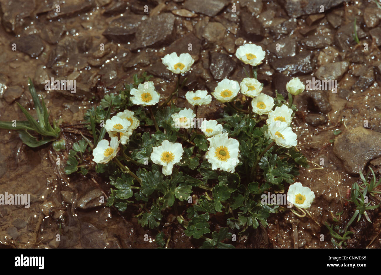 Alpine buttercup (Ranunculus alpestris), blooming, Germany Stock Photo ...