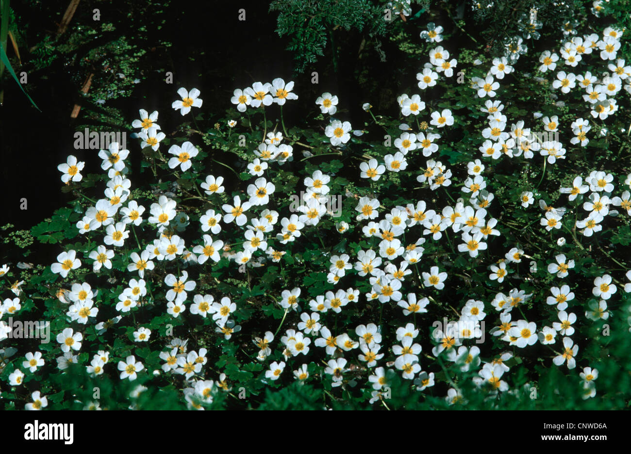 Water-crowfoot, White water-crowfoot (Ranunculus aquatilis agg ...