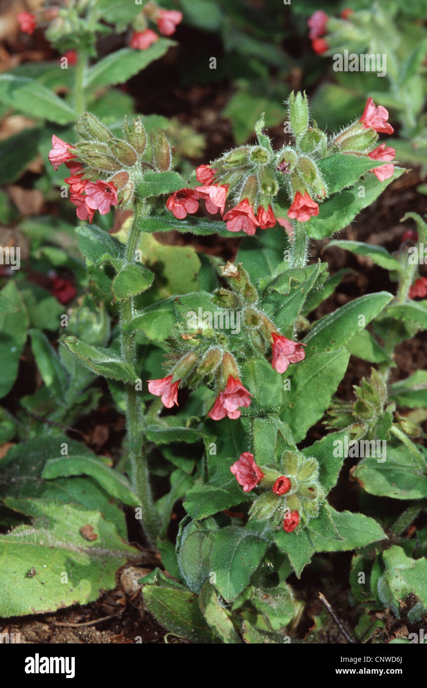Red lungwort pulmonaria rubra hi-res stock photography and images - Alamy