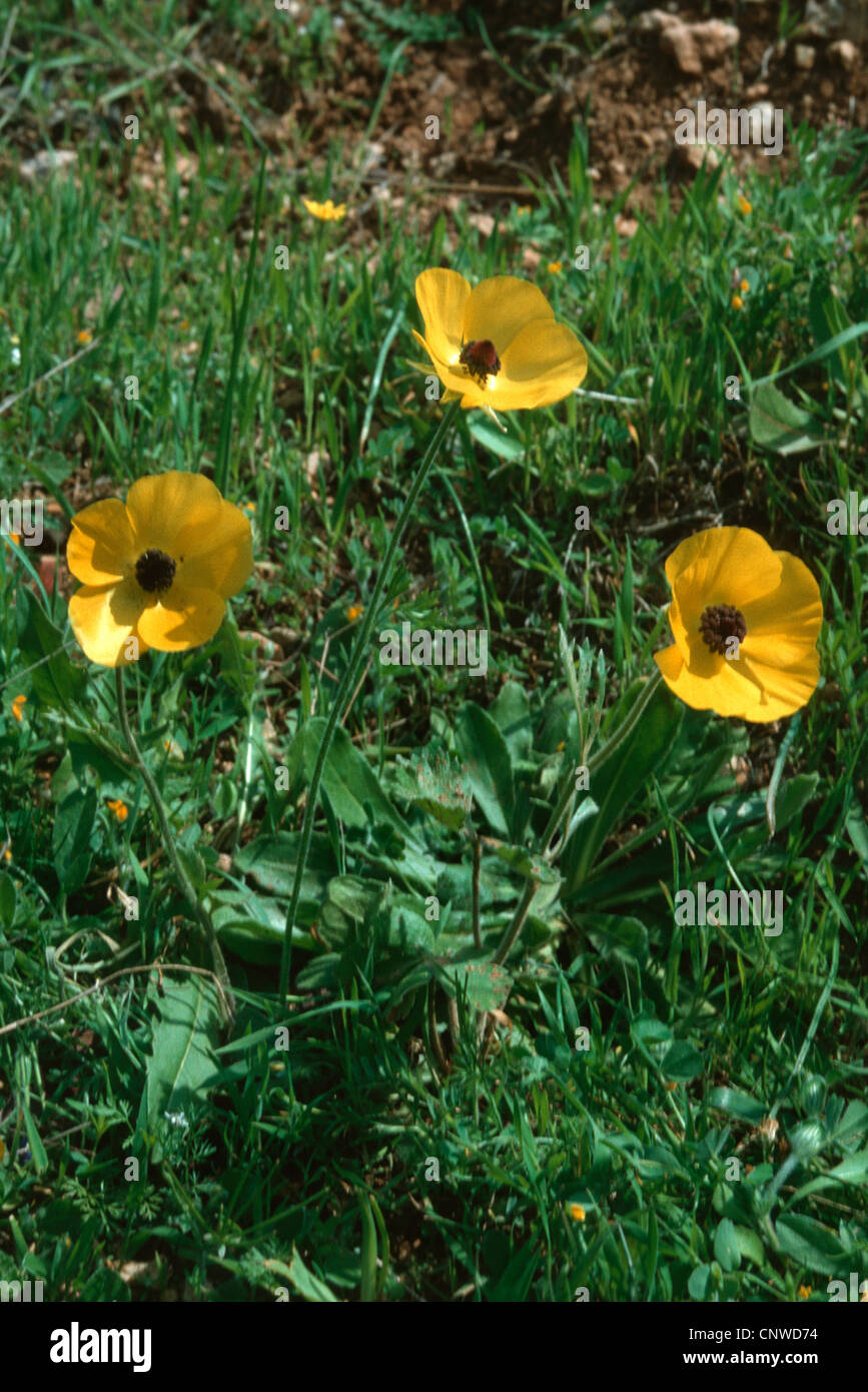 Persian Buttercup, Turban Ranunculus, Turban buttercup (Ranunculus ...