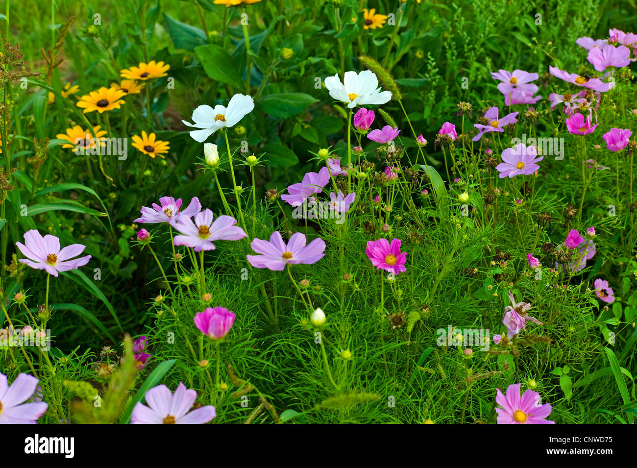garden cosmos, Mexican aster (Cosmos bipinnatus), blooming Stock Photo ...