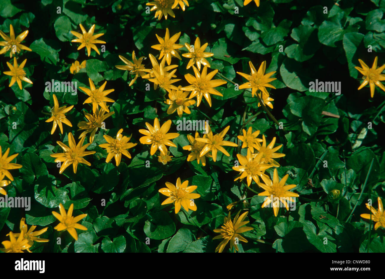 lesser celandine, fig-root butter-cup (Ranunculus ficaria, Ficaria ...