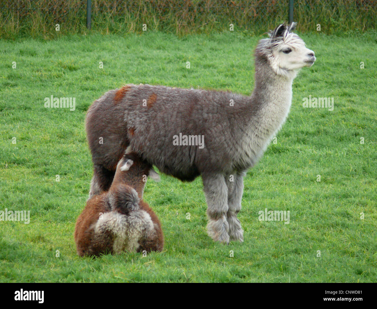 Llamas paddocks hi-res stock photography and images - Alamy