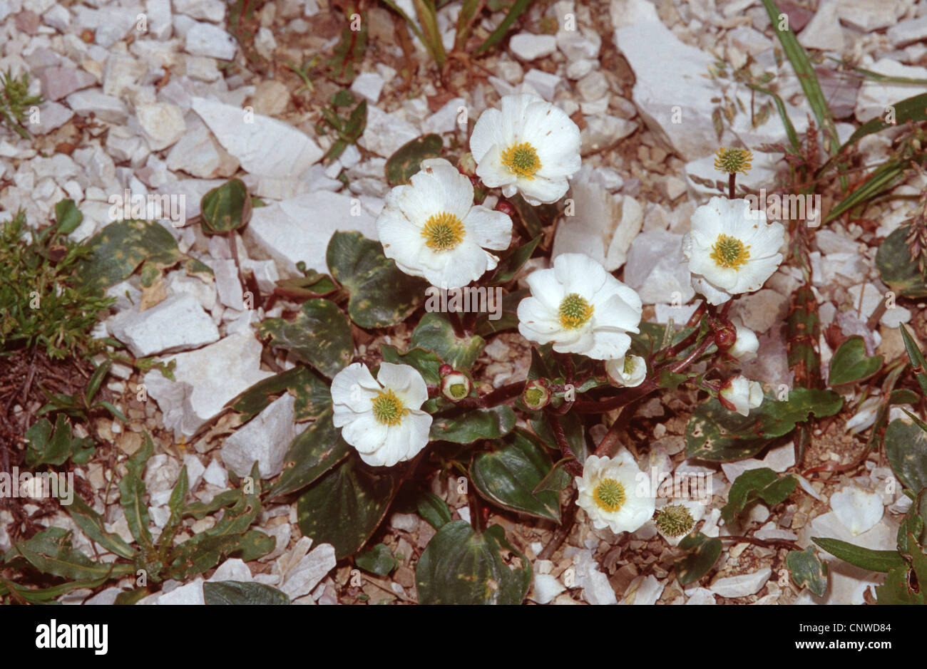 Parnassus-leaved Buttercup, Evil grass gra (Ranunculus parnassifolius ...