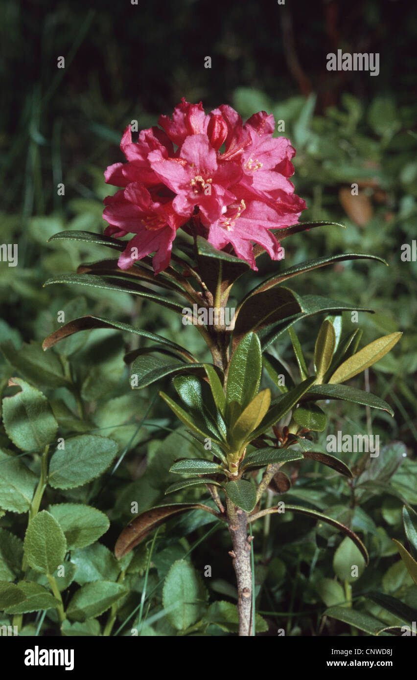 rust-leaved alpine rose (Rhododendron ferrugineum), blooming, Germany ...