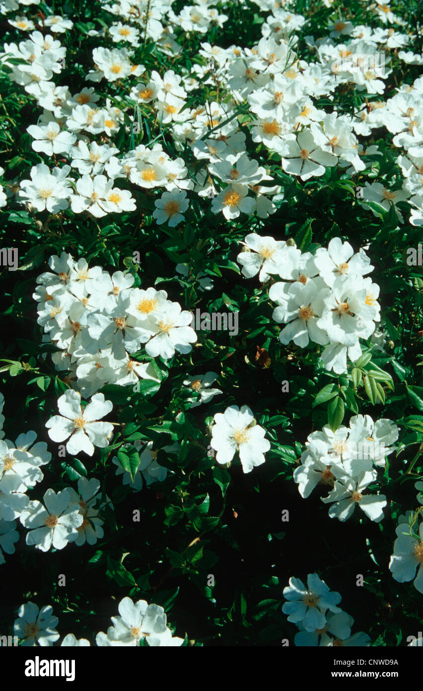 Evergreen rose (Rosa sempervirens), blooming Stock Photo - Alamy