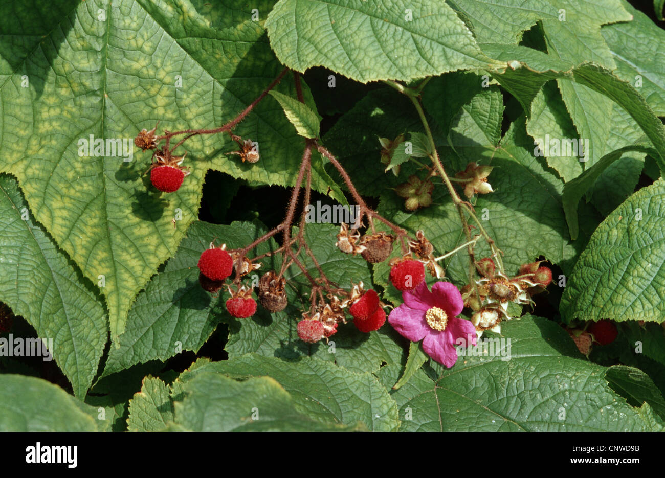 flowering raspberry, purple-flowering raspberry, thimbleberry, American ...