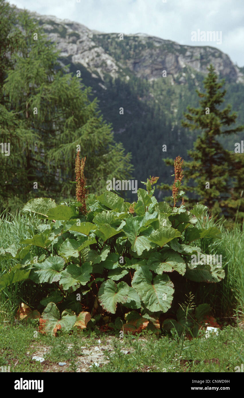 monk's rhubarb (Rumex alpinus), blooming Stock Photo - Alamy