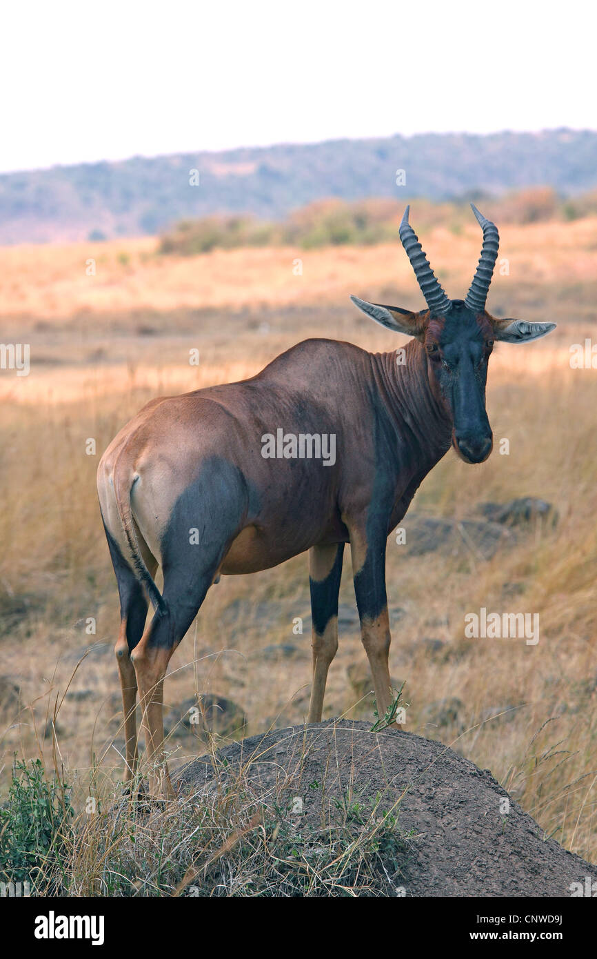 Kenyan topi hi-res stock photography and images - Alamy