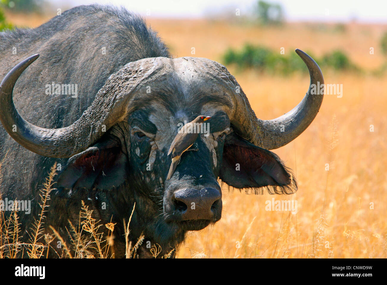African buffalo (Syncerus caffer), with oxpecker, Kenya, Masai Mara ...