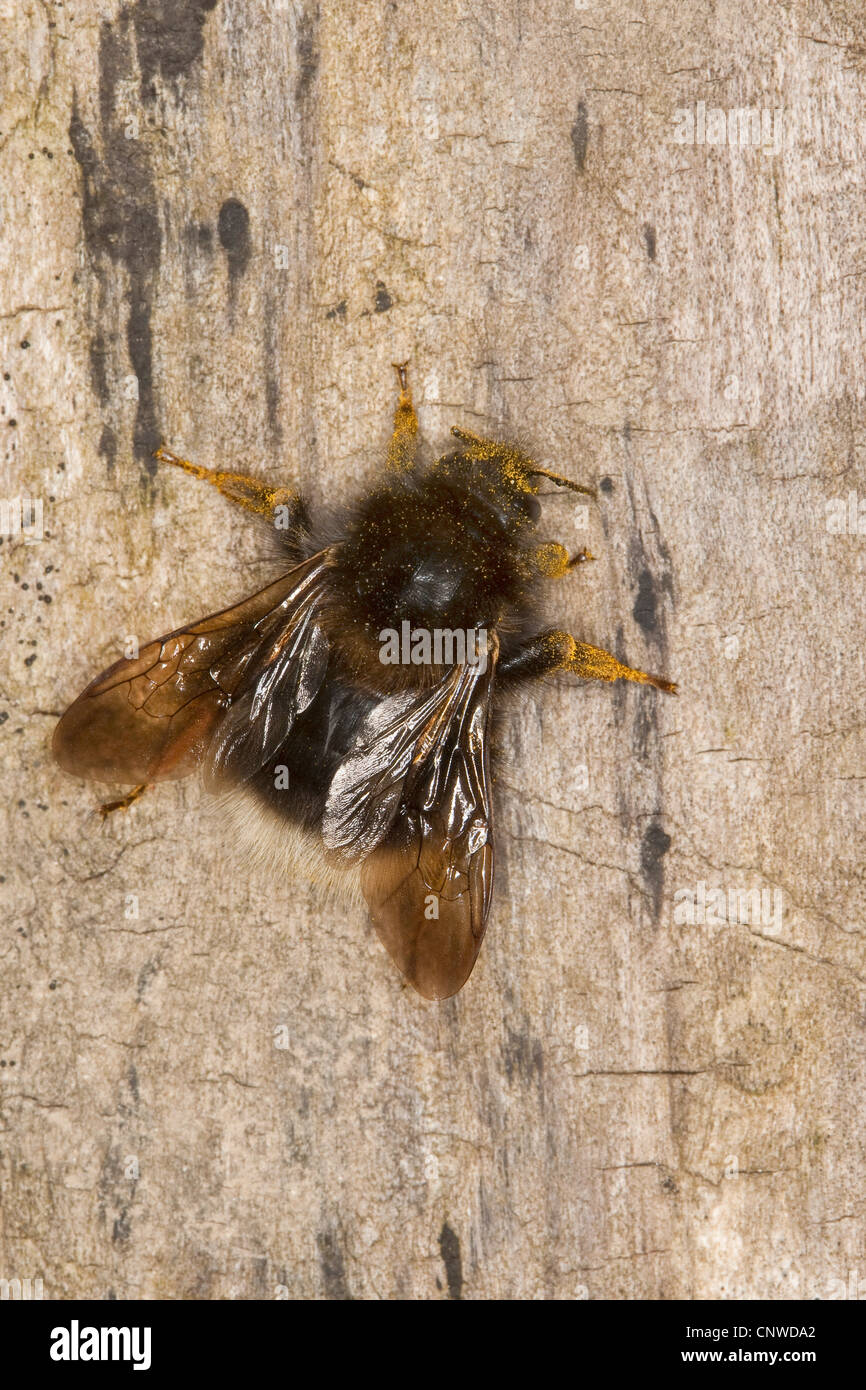 tree bumblebee (Bombus hypnorum, Pyrobombus hypnorum), sitting at a ...