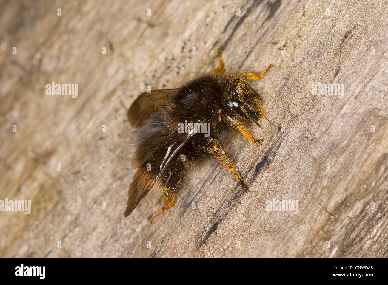 tree bumblebee (Bombus hypnorum, Pyrobombus hypnorum), sitting at a ...