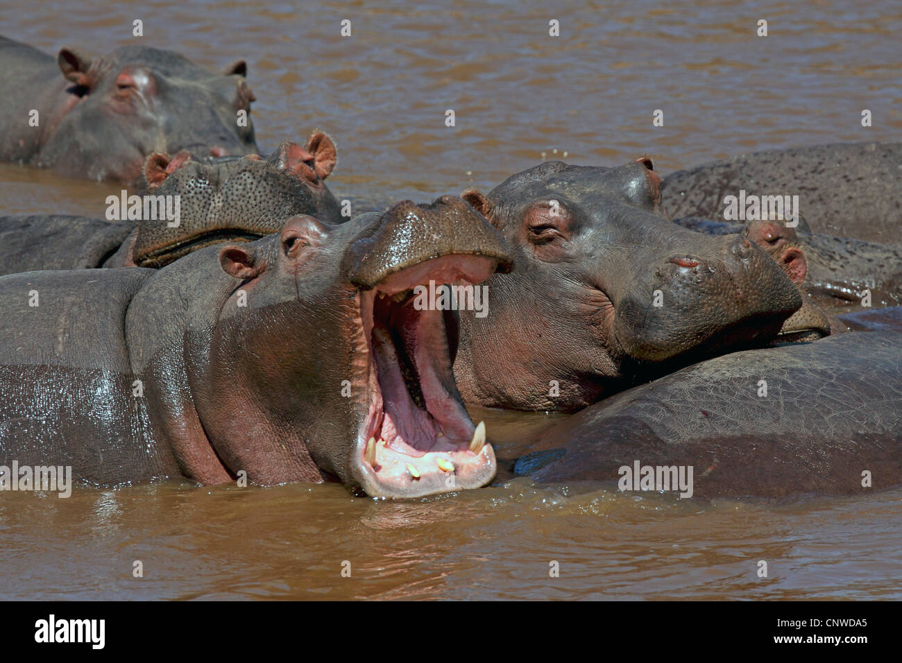 hippopotamus, hippo, Common hippopotamus (Hippopotamus amphibius ...