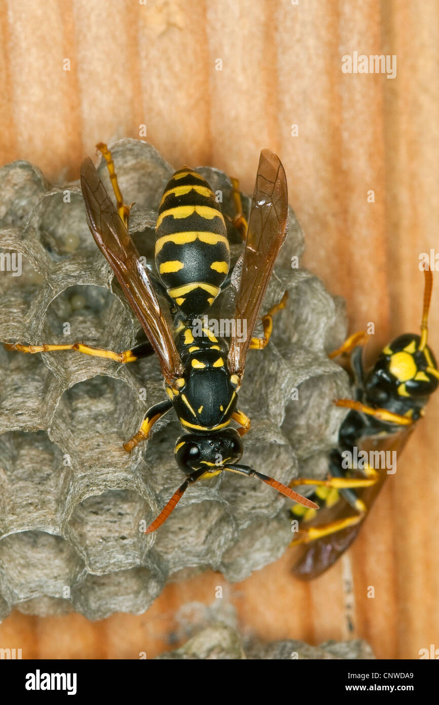 Paper wasp (Polistes gallicus, Polistes dominulus), nesting Stock Photo ...