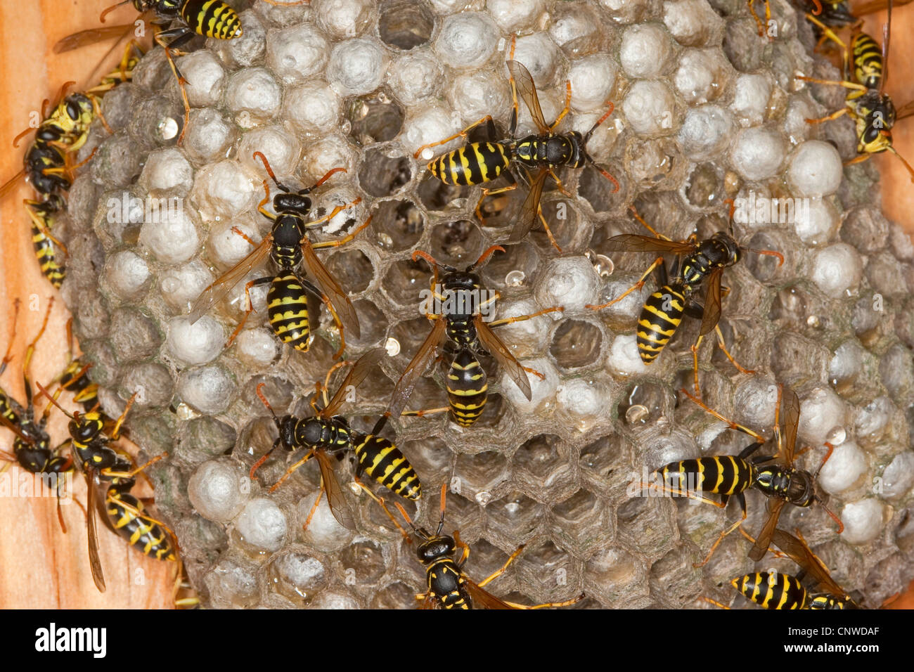 Paper wasp (Polistes gallicus, Polistes dominulus), nesting Stock Photo ...