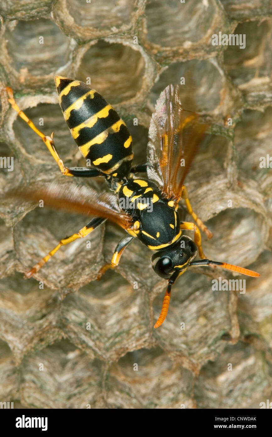 Paper wasp (Polistes gallicus, Polistes dominulus), nesting Stock Photo ...