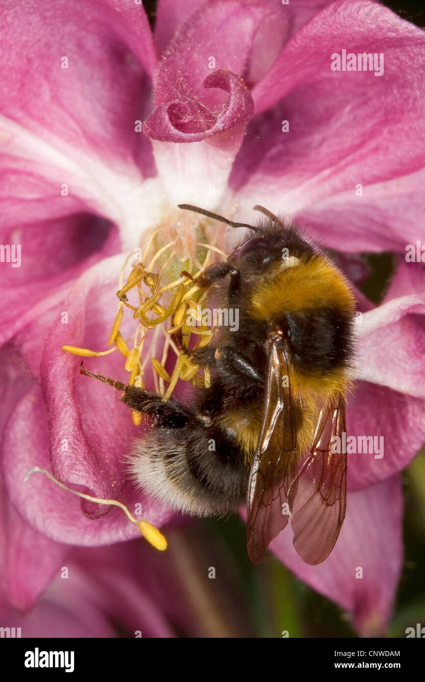 small garden bumble bee (Bombus hortorum, Megabombus hortorum), on ...