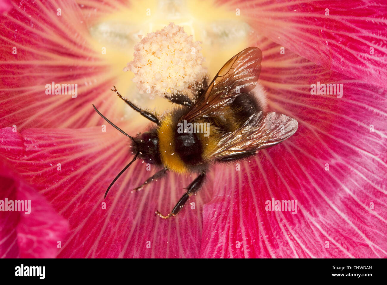 small garden bumble bee (Bombus hortorum, Megabombus hortorum), on ...