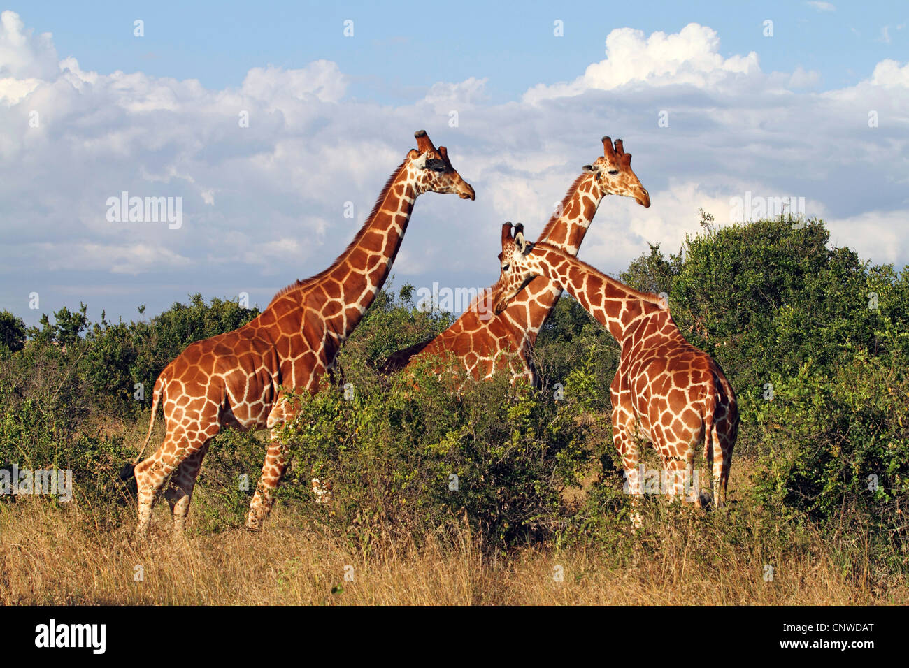 reticulated giraffe (Giraffa camelopardalis reticulata), three giraffes ...