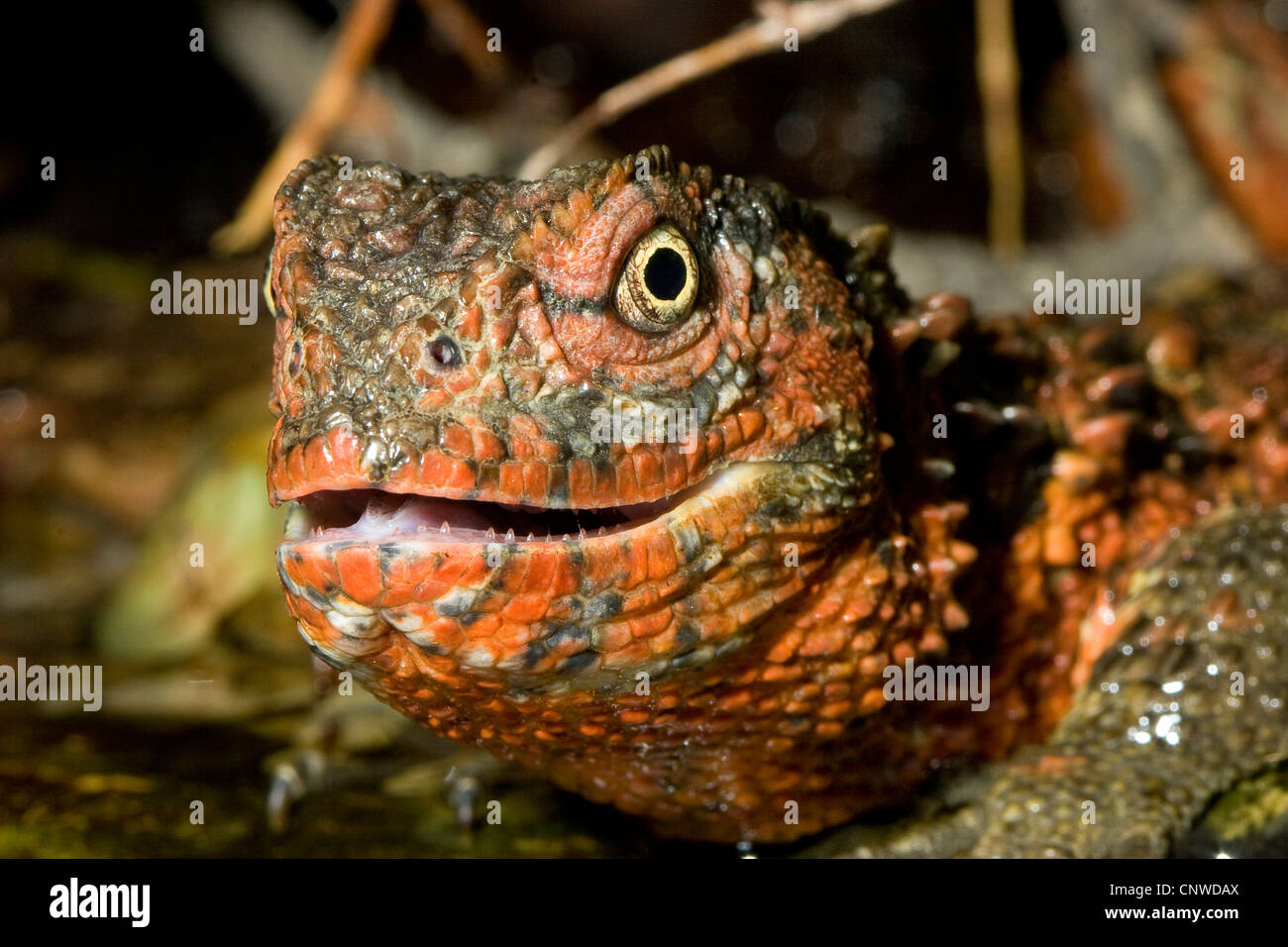 Chinese Xenosaur High Resolution Stock Photography and Images - Alamy