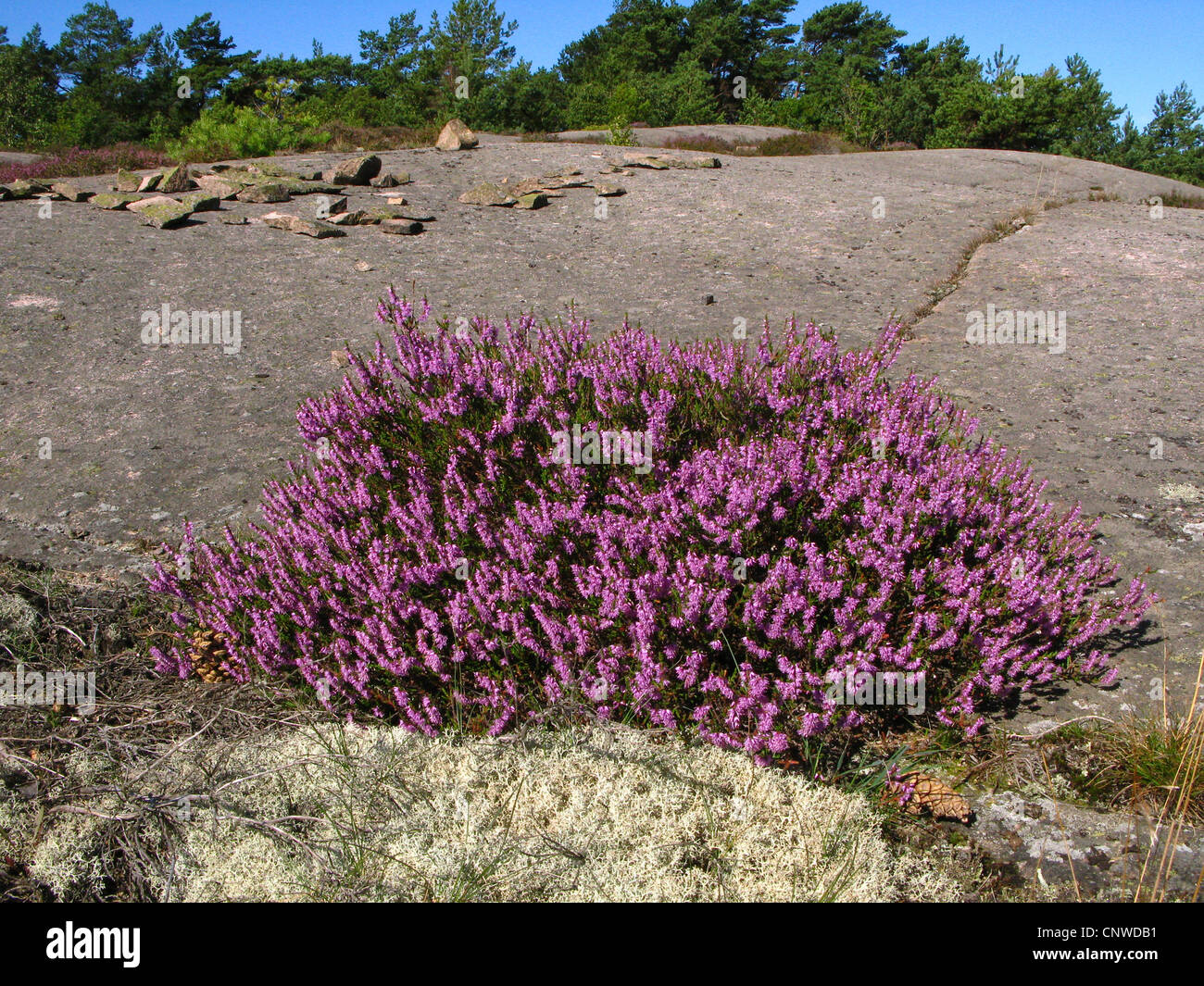 heather, ling (Calluna vulgaris), blooming on a rock Stock Photo - Alamy