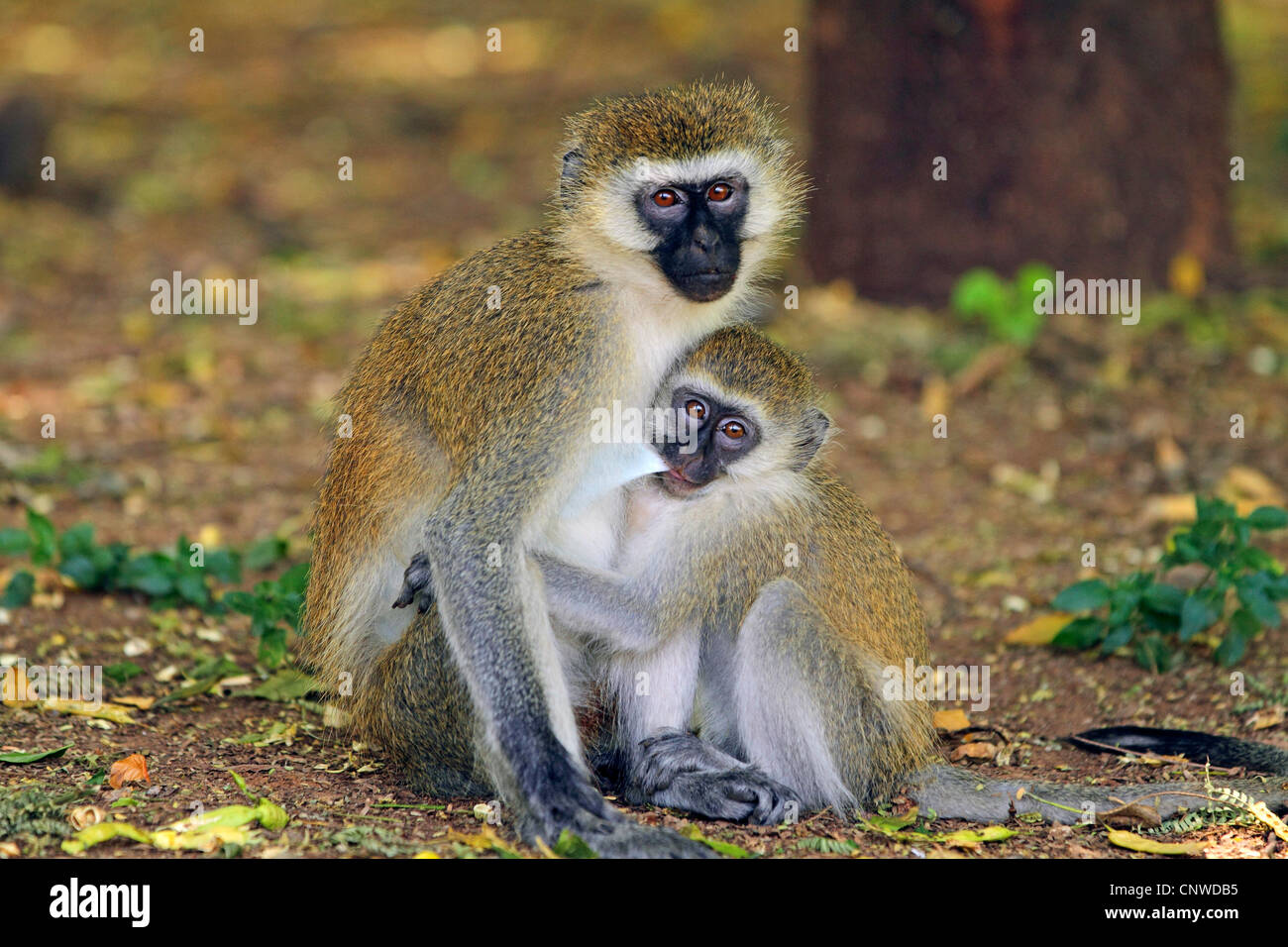 grivet monkey, savanna monkey, green monkey, Vervet monkey ...