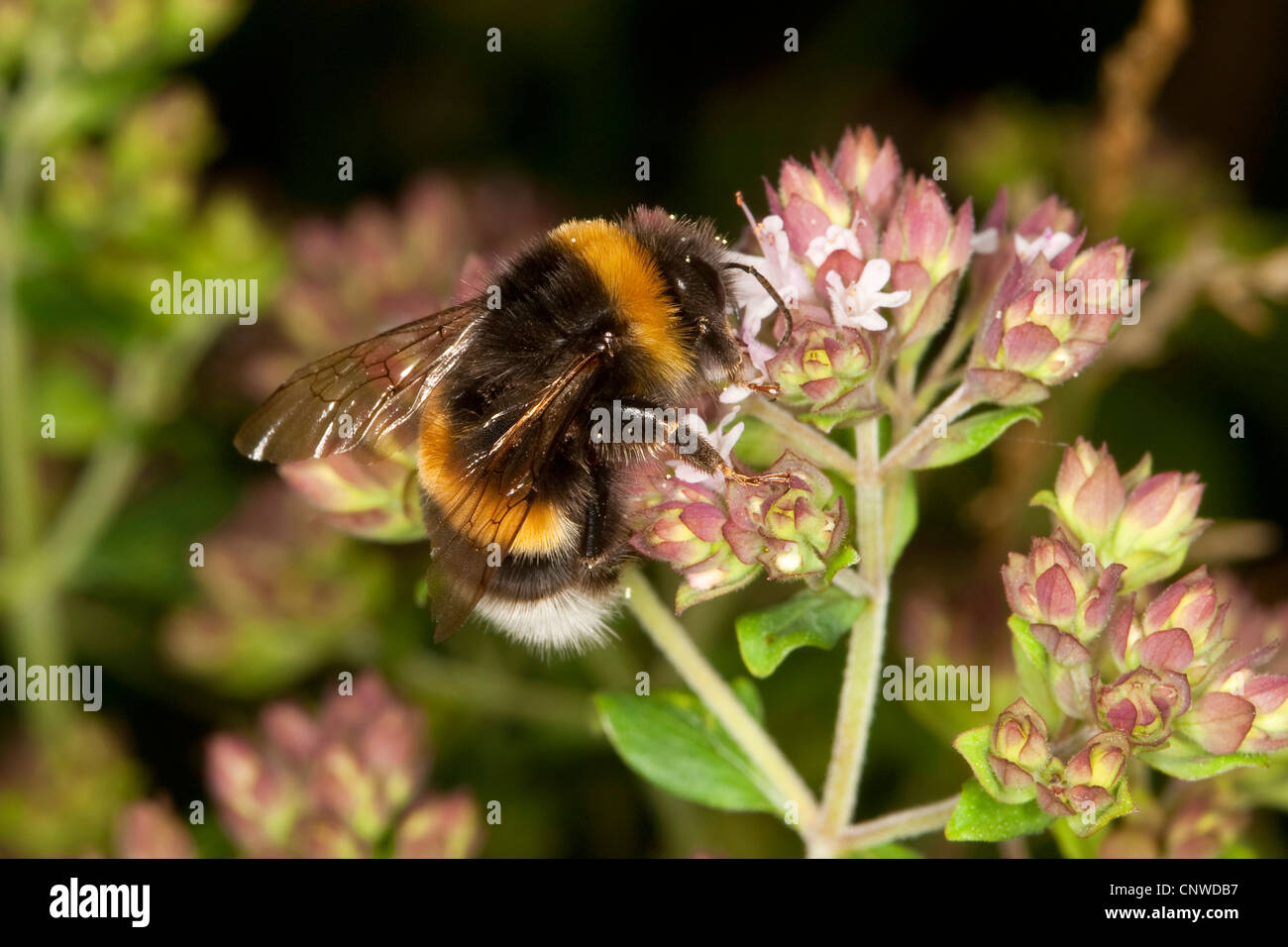 white-tailed bumble bee (Bombus lucorum), seraching for nectar at ...