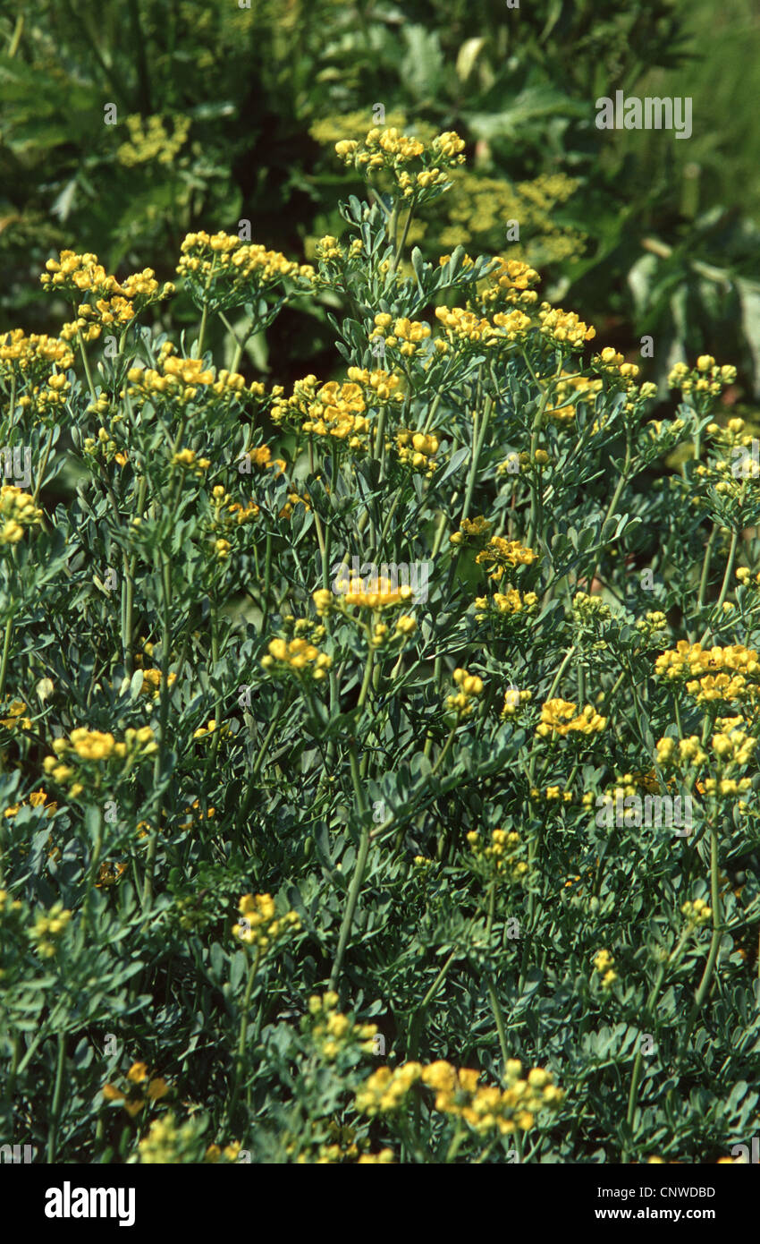 common rue (Ruta graveolens), bluehend Stock Photo - Alamy