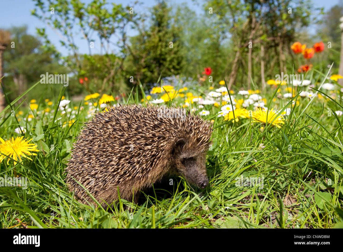 Western hedgehog, European hedgehog (Erinaceus europaeus), in a garden ...