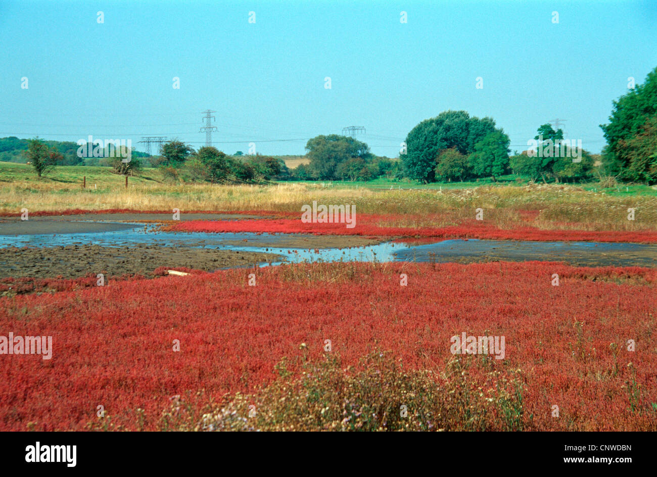 common glasswort (Salicornia europaea agg.), salt marsh in Suelldorf ...