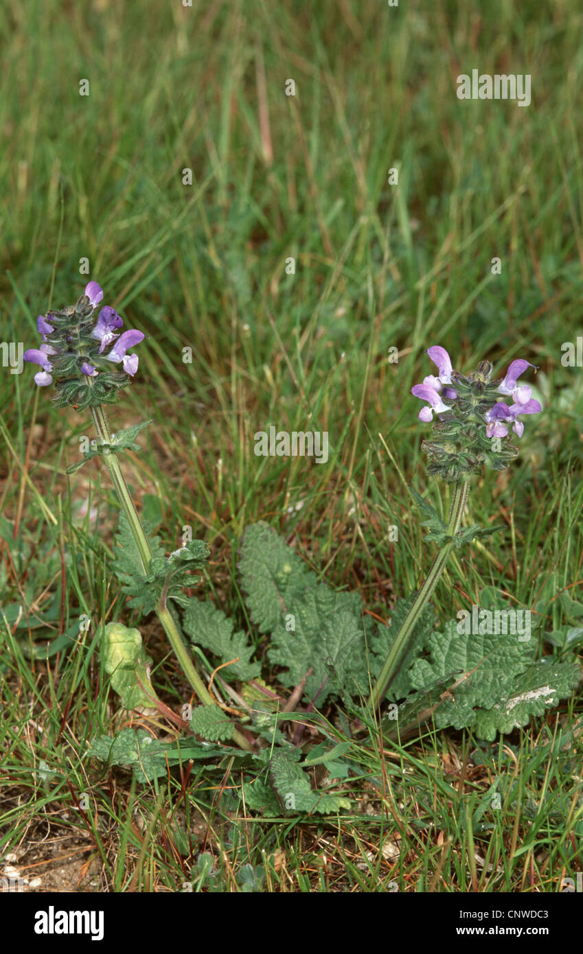 wild clary, vervain sage (Salvia verbenaca), blooming Stock Photo - Alamy