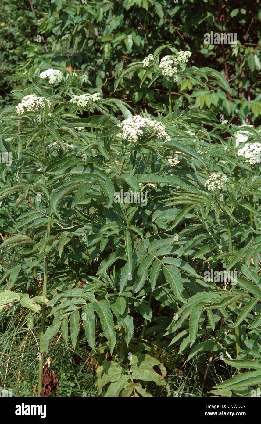 Dwarf elderberry sambucus ebulus hi-res stock photography and images ...