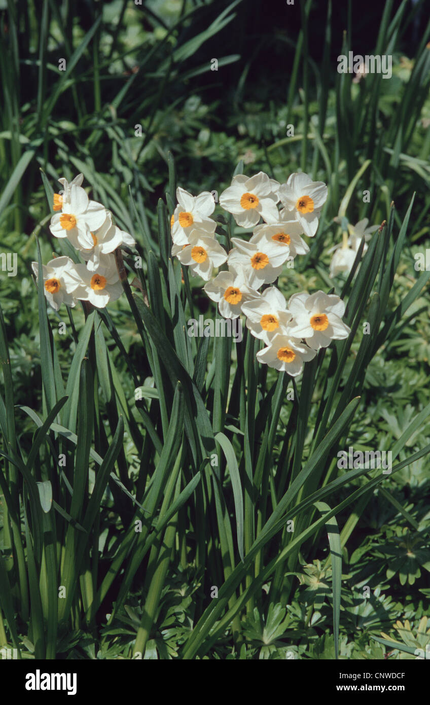 daffodil (Narcissus spec.), small-cup daffodil, cultivar Aircastle ...
