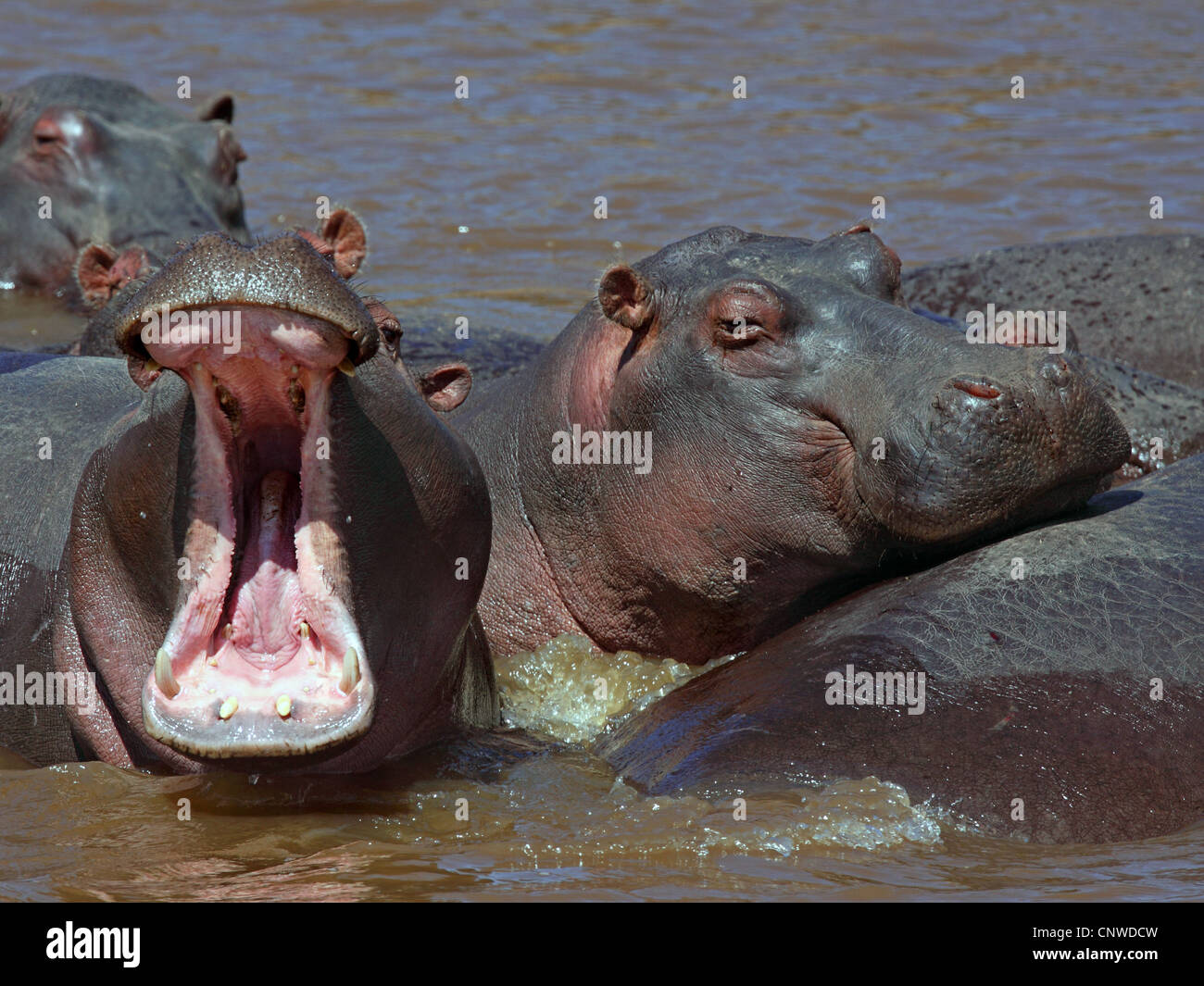 hippopotamus, hippo, Common hippopotamus (Hippopotamus amphibius), yawning in Mara River, Kenya ...