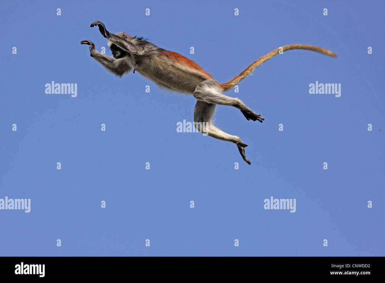 red colobus, western red colobus (Colobus badius, Piliocolobus badius ...