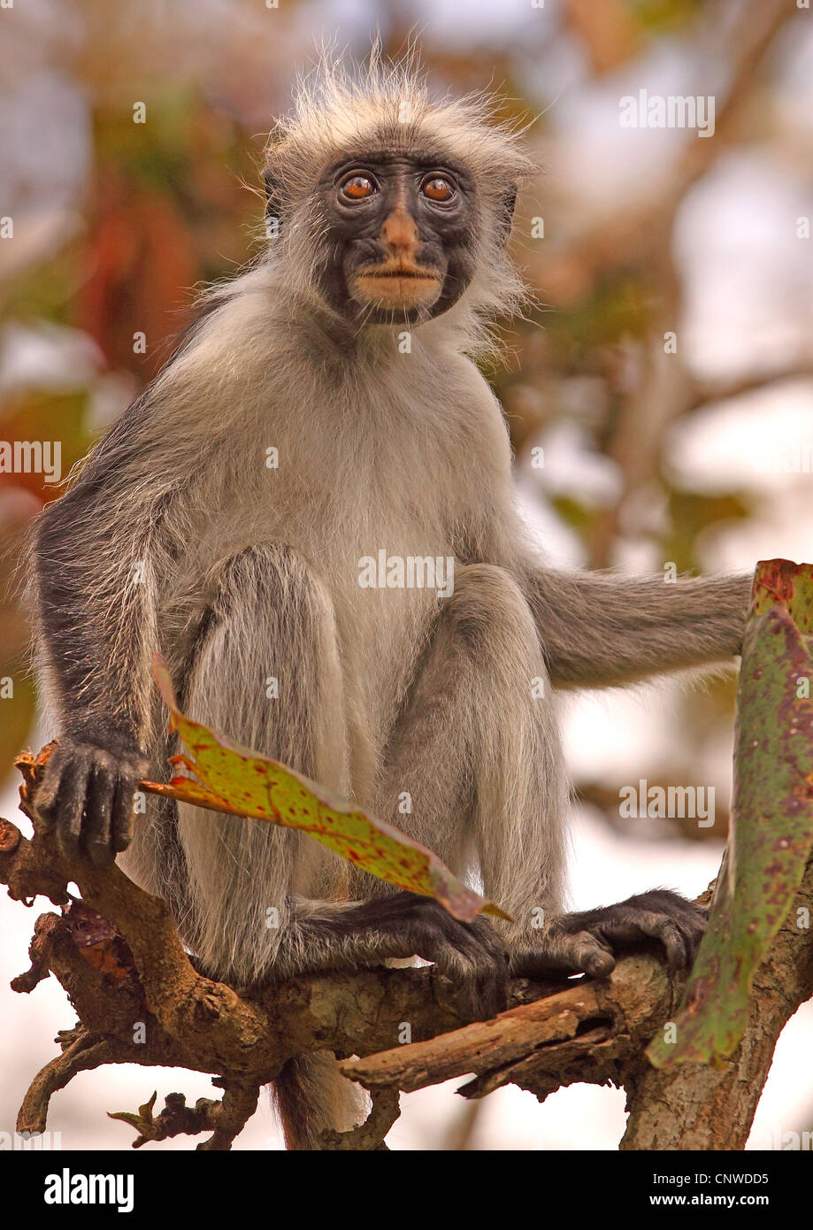 Food in monkeys hand hi-res stock photography and images - Alamy