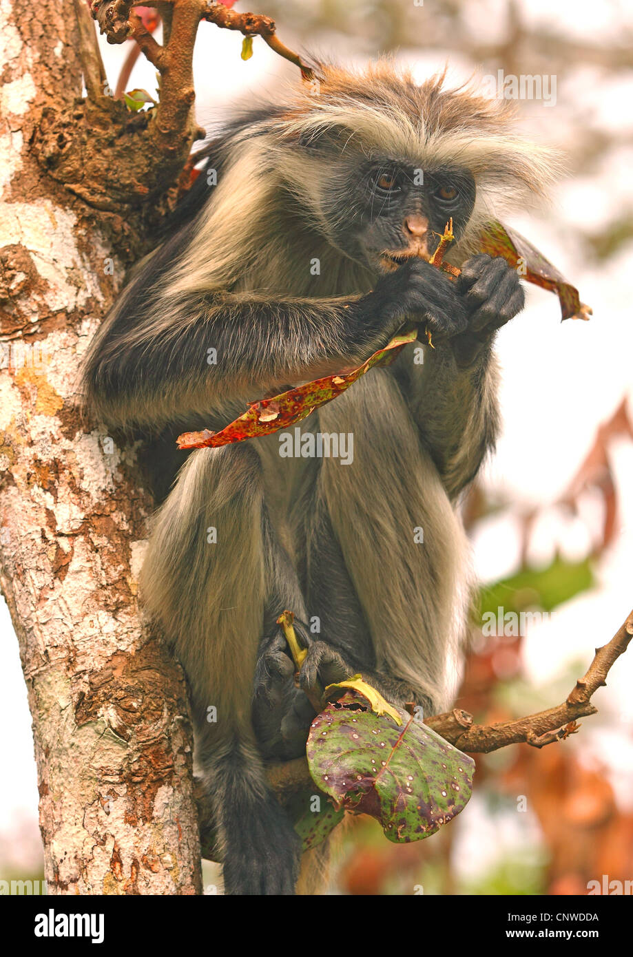 Western red colobus monkey piliocolobus badius hi-res stock photography ...