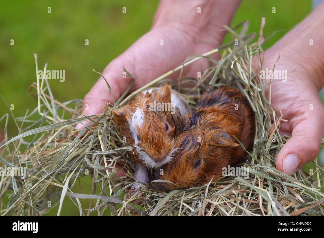 domestic Guinea pig (Cavia aperea f. porcellus), two pups in hands ...