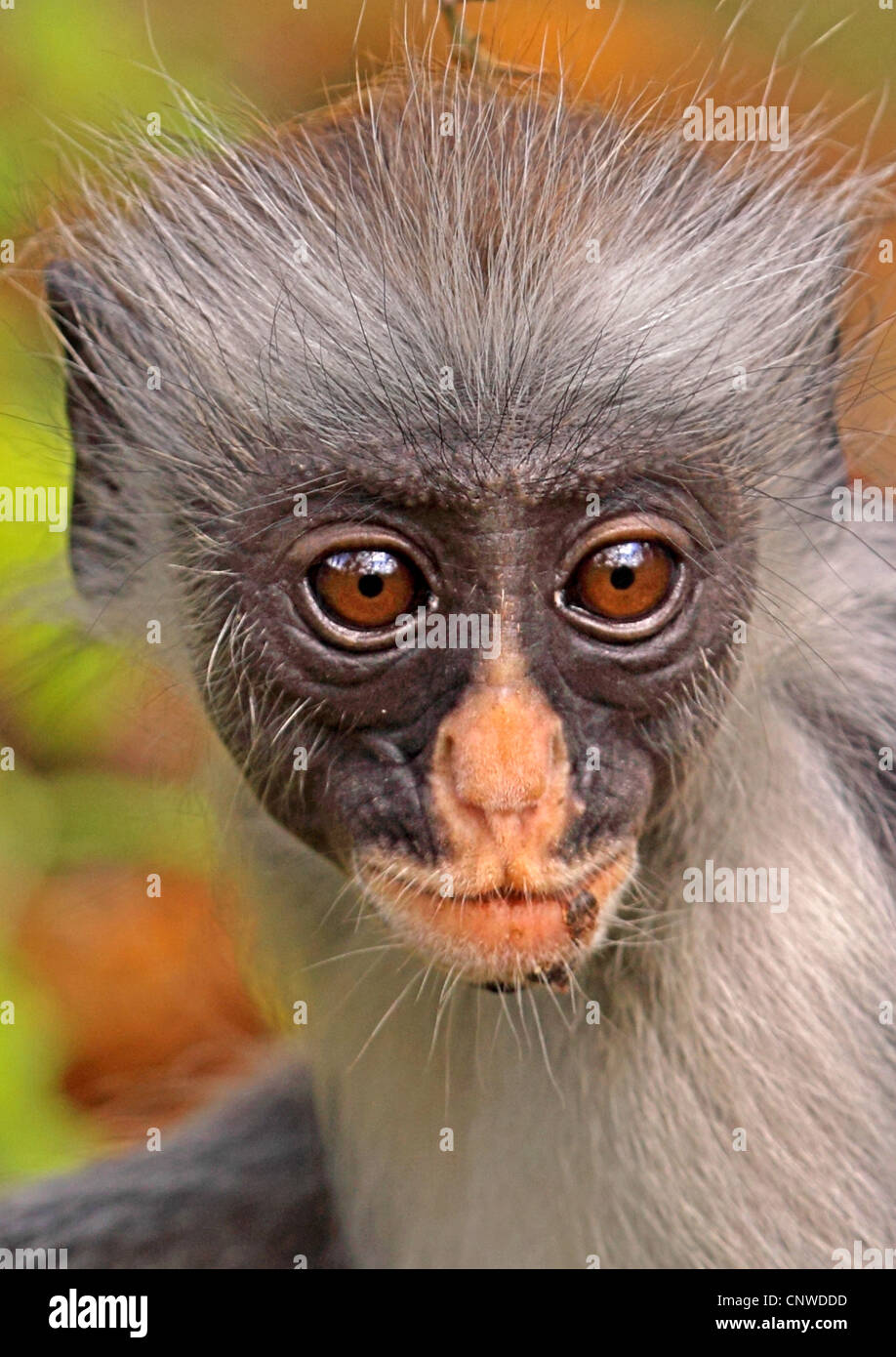 Western red colobus monkey hi-res stock photography and images - Alamy