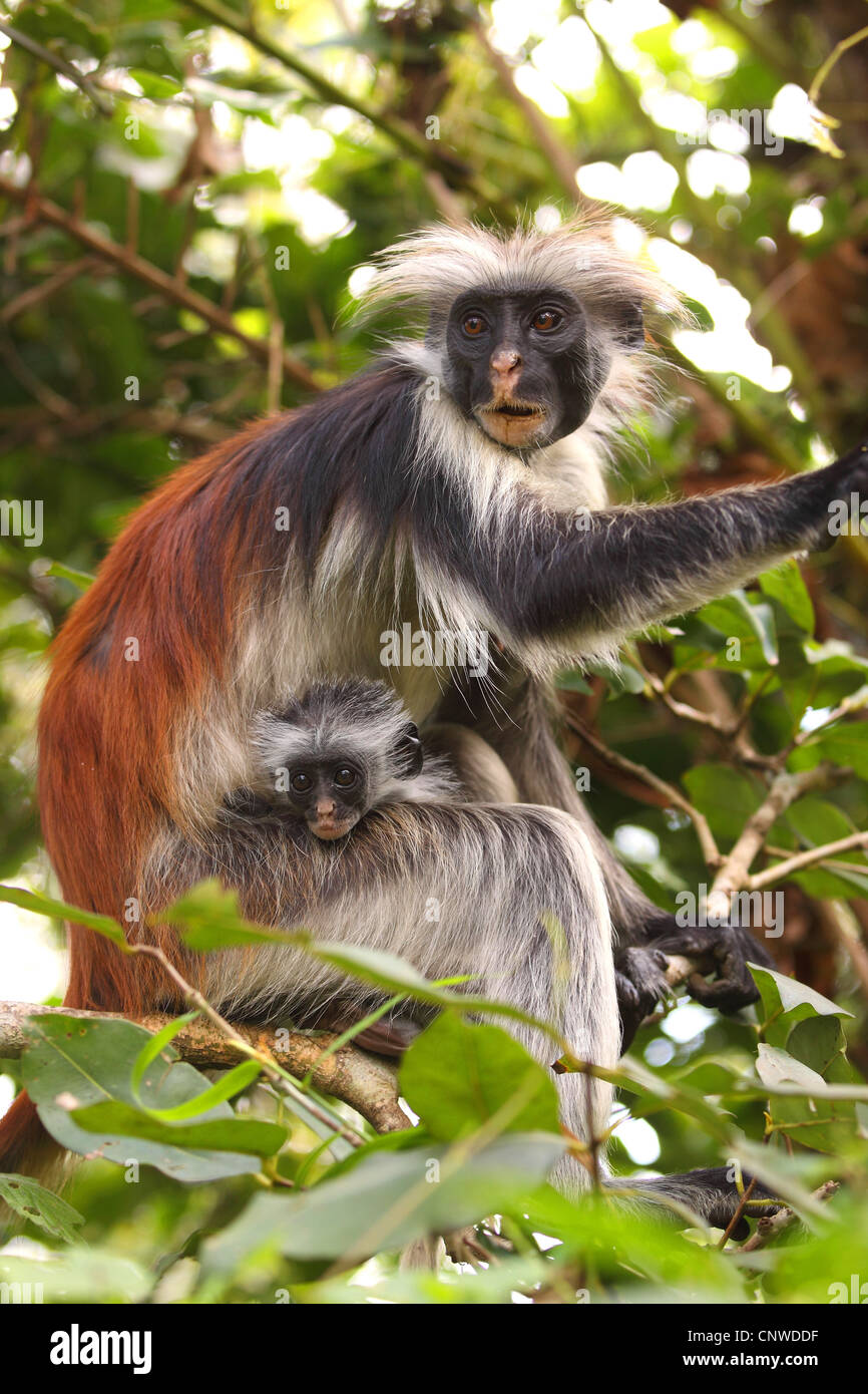 Jozani forest national park hi-res stock photography and images - Alamy