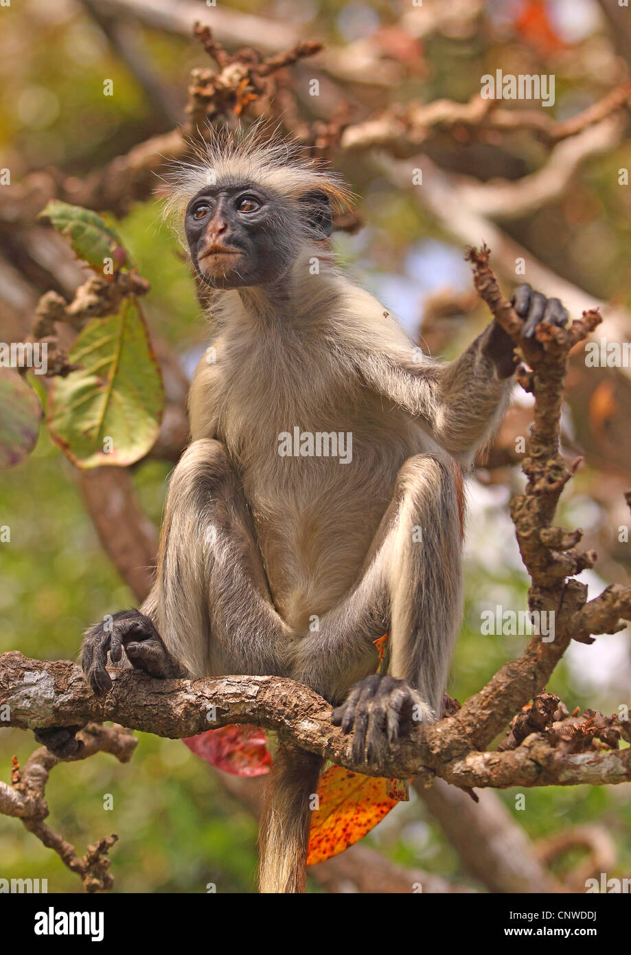 Piliocolobus badius hi-res stock photography and images - Alamy
